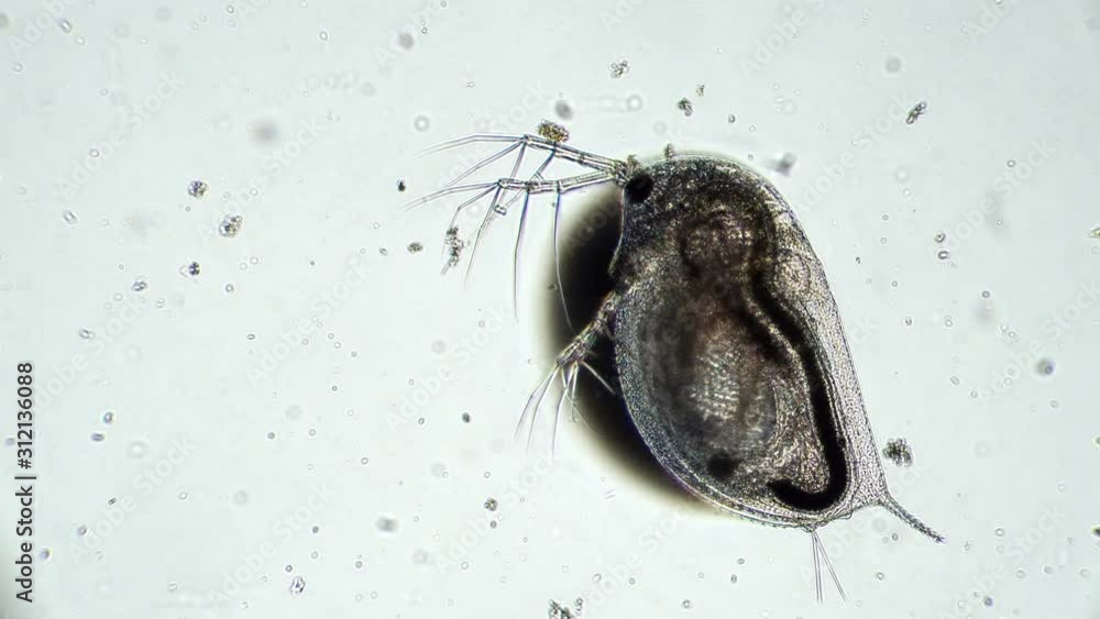 Crustacean Daphnia under magnification of microscope. Transparent ...