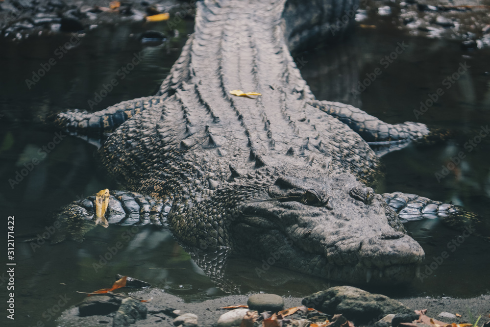 Saltwater crocodile (Crocodylus porosus) or Saltwater crocodile or Indo ...