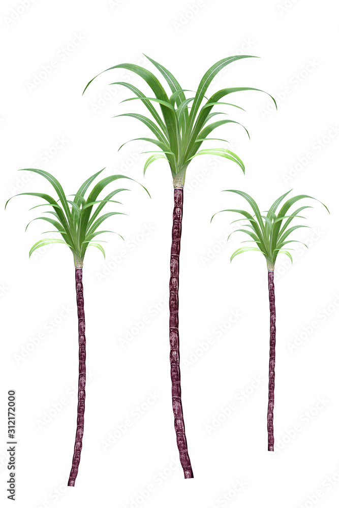 sugarcane tree with White background (Isolated) Stock Photo | Adobe Stock