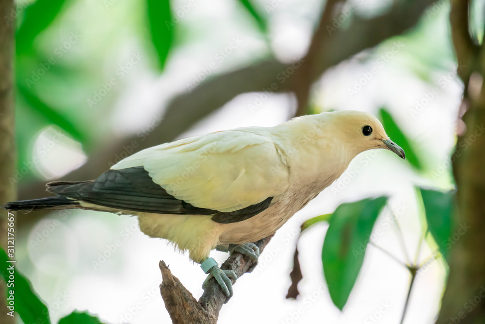 The Pied imperial pigeon (Ducula bicolor)stand on the branch. It is a ...