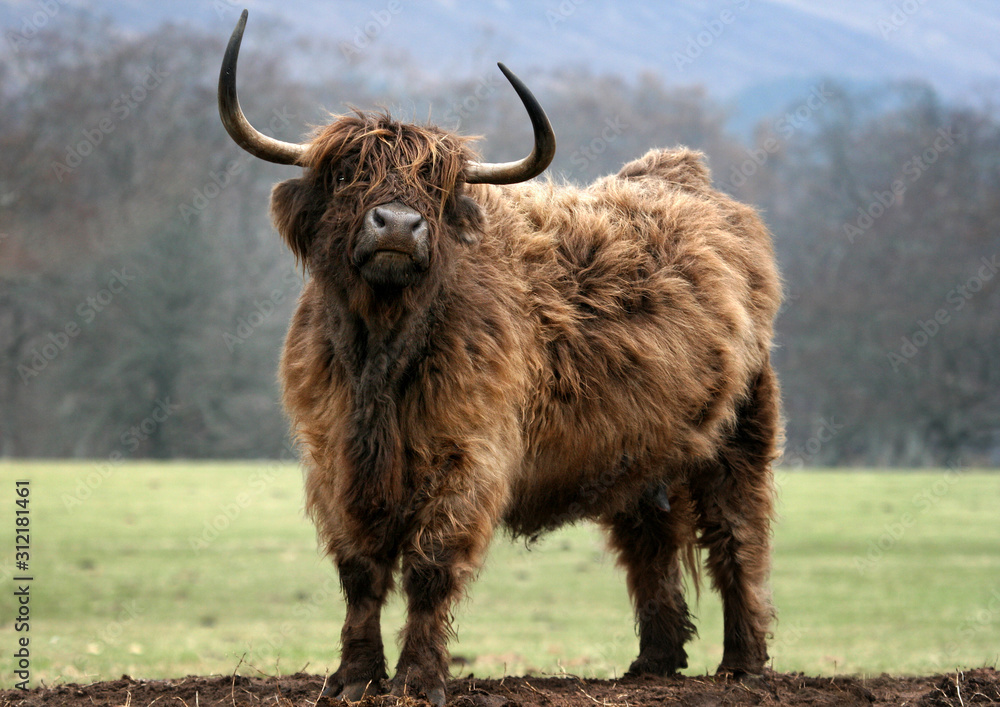 Schottisches Hochlandrind - Highland Cow Stock Photo | Adobe Stock