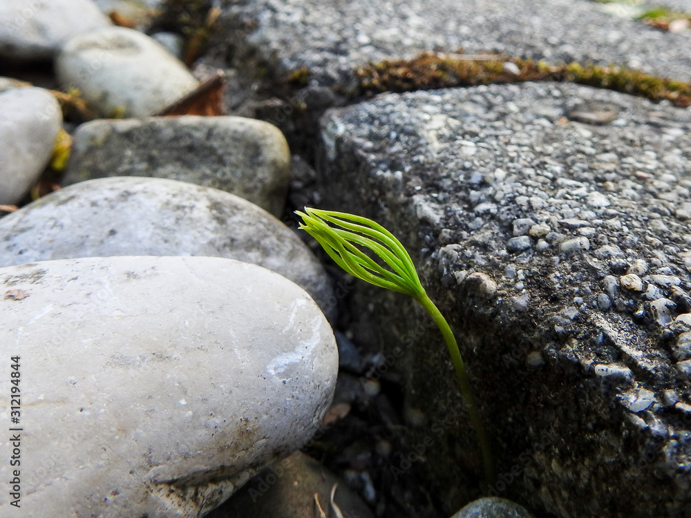 Common yew (taxus baccata) seedling between stones and pavement Stock ...