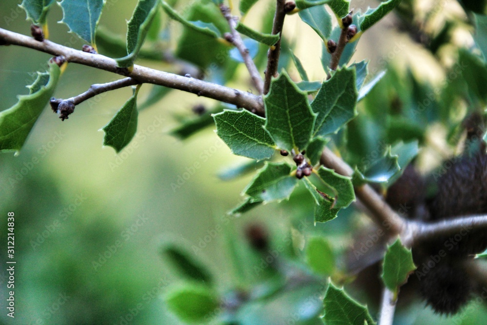 Beautiful native Quercus Coccifera plant in the mountain Stock Photo ...