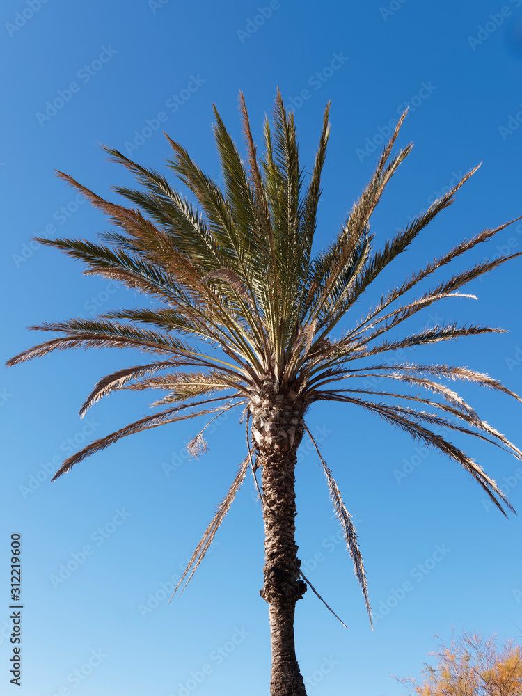 (Phoenix dactylifera) Couronne de Dattier ou Palmier-dattier aux ...