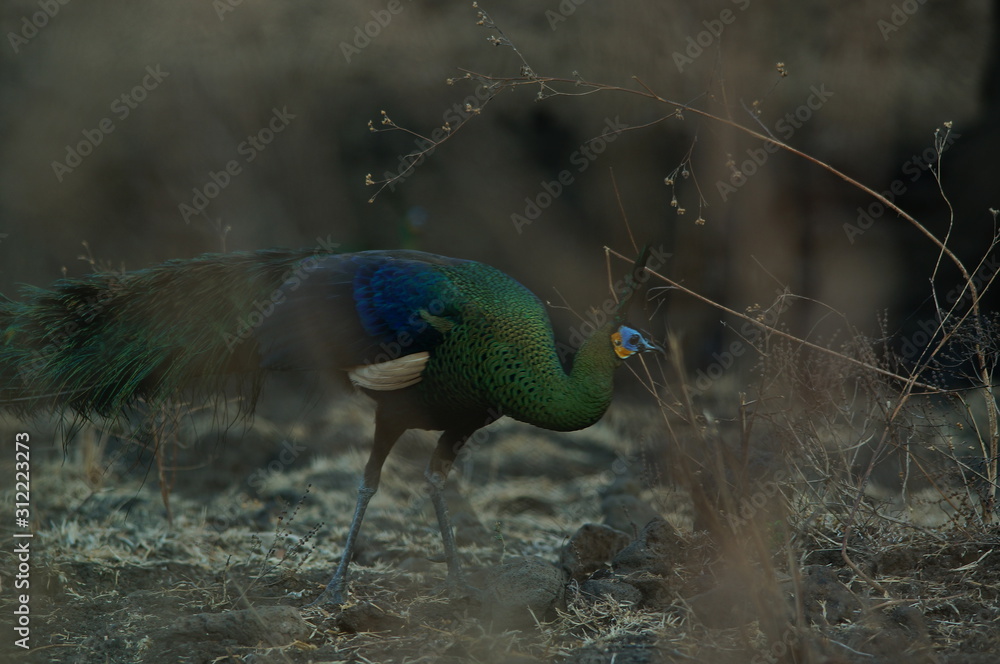The green peafowl (Pavo muticus) is a peacock species found in the ...