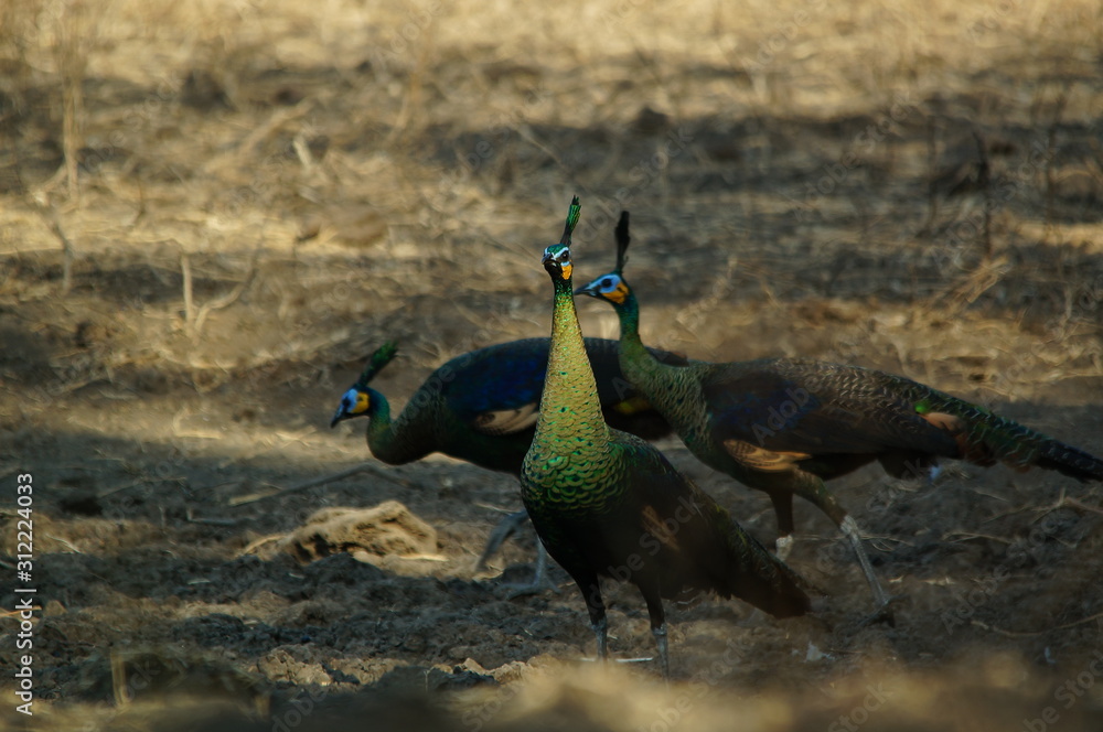 The green peafowl (Pavo muticus) is a peacock species found in the ...