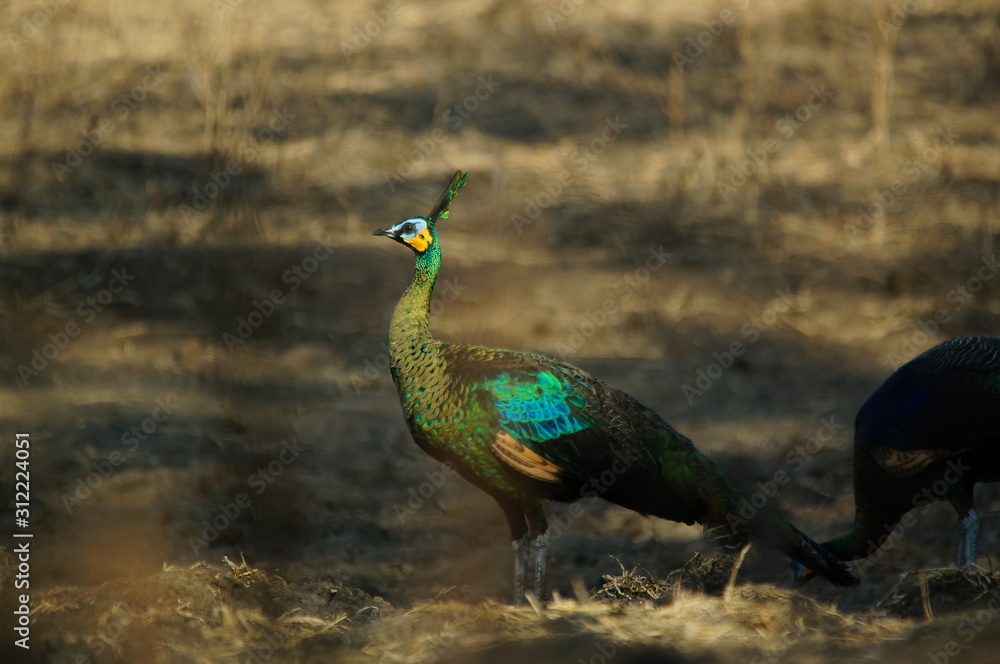 The green peafowl (Pavo muticus) is a peacock species found in the ...