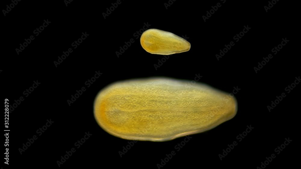 A coral larva under a microscope, adult corals release free-floating ...