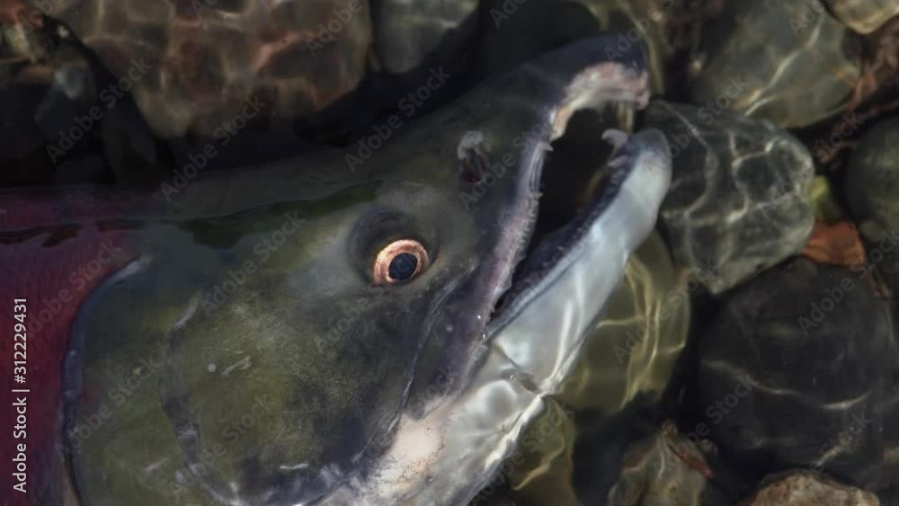 Wild red salmon fish Sockeye Salmon Oncorhynchus nerka swimming in ...