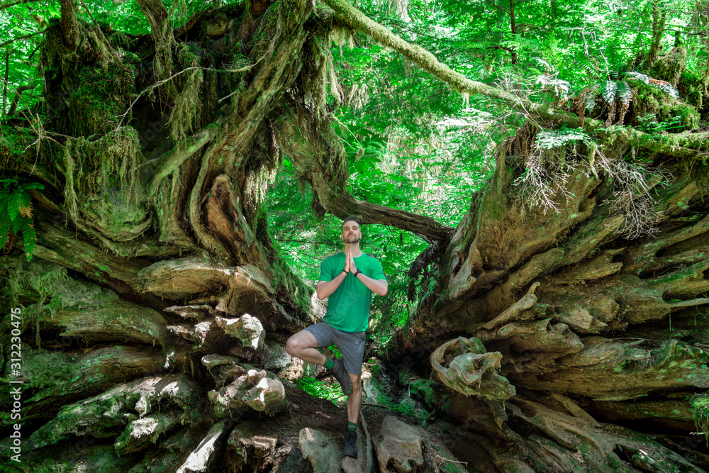 Man doing tree yoga pose inside the fallen trunk of an ancient redwood ...