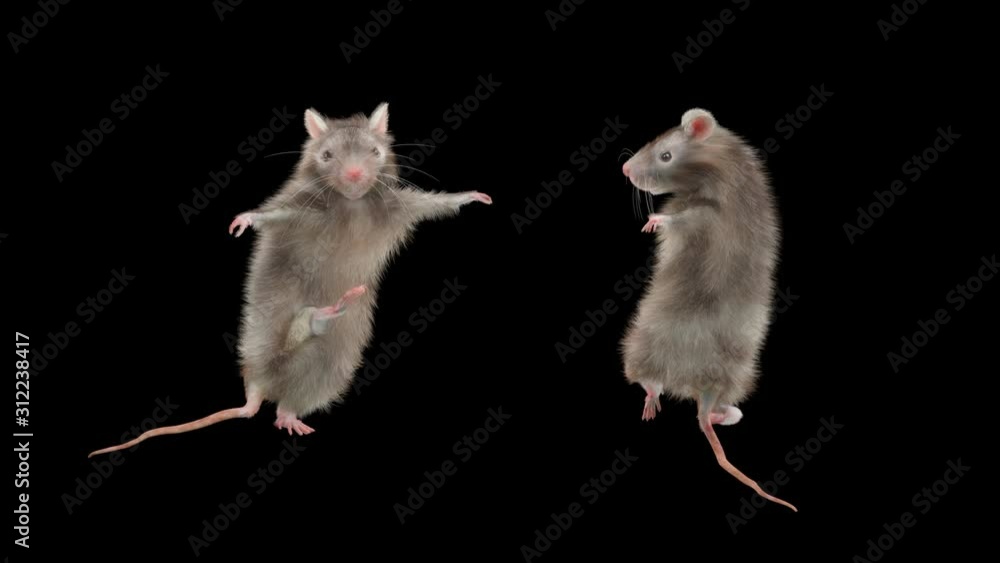 Rat Dance CG fur 3d rendering animal realistic CGI VFX composition 3d ...