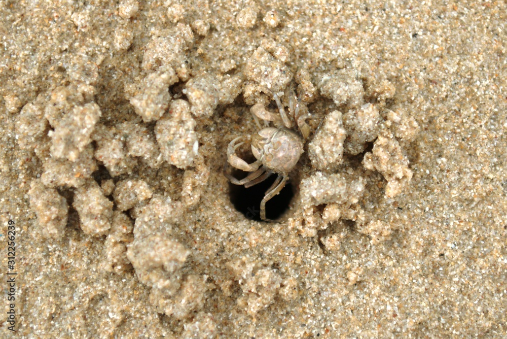 Sand bubbler crab (Dotilla sulcata) entering its burrow on the beach of ...