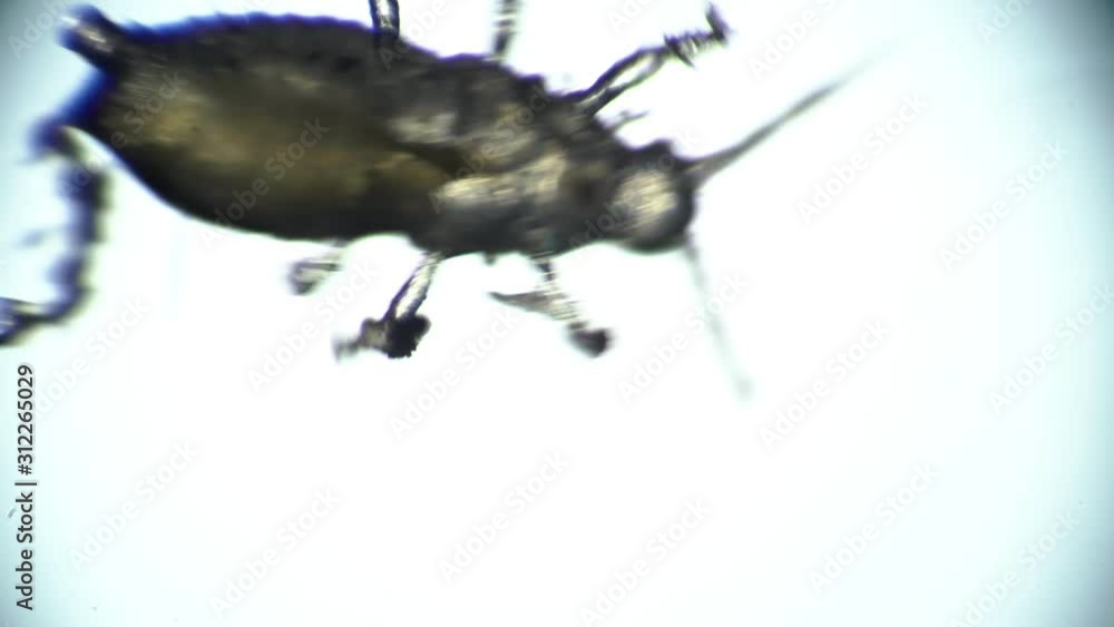 A flower parasite beetle crawls from left to right on an isolated white ...