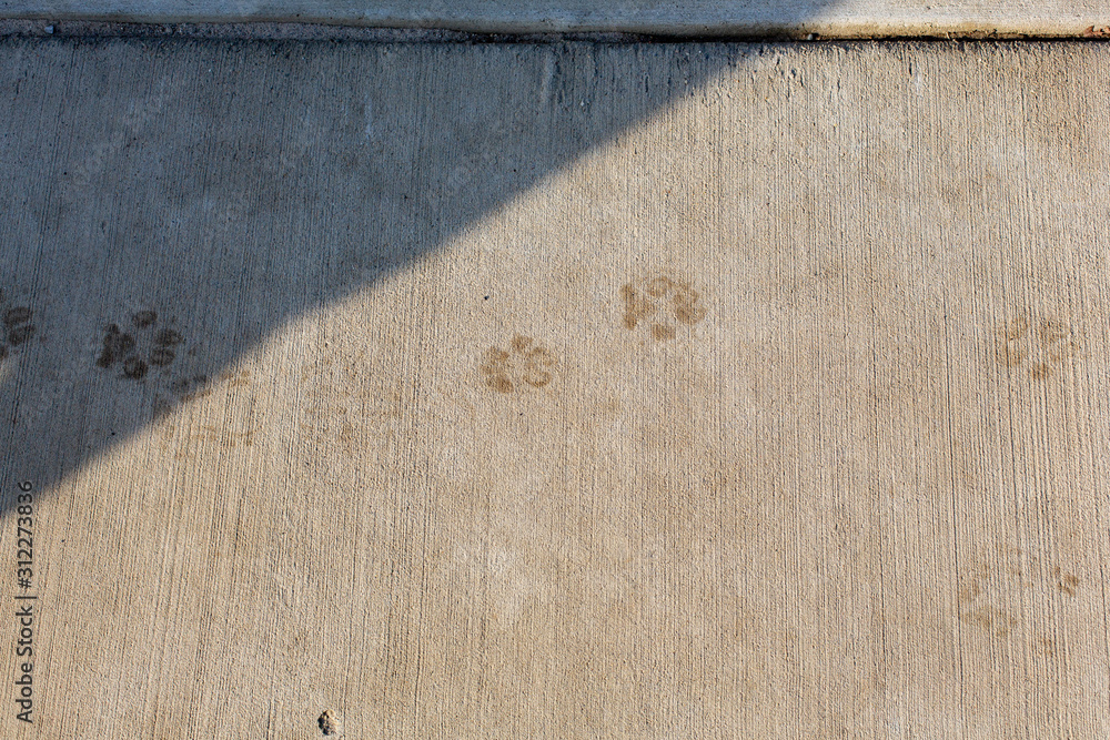 Dog paw prints on gray sidewalk in shadow and light Stock Photo | Adobe ...