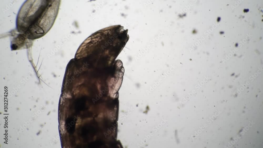 Daphnia and the mosquito larva are next to each other in the microscope ...