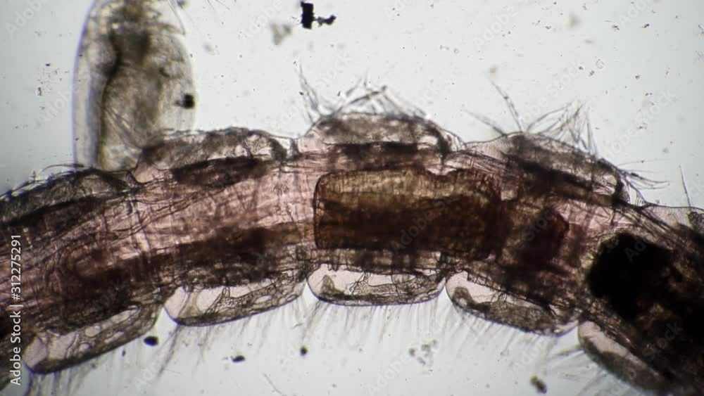 Digestive system of a mosquito larva Chironomidae in a microscope ...