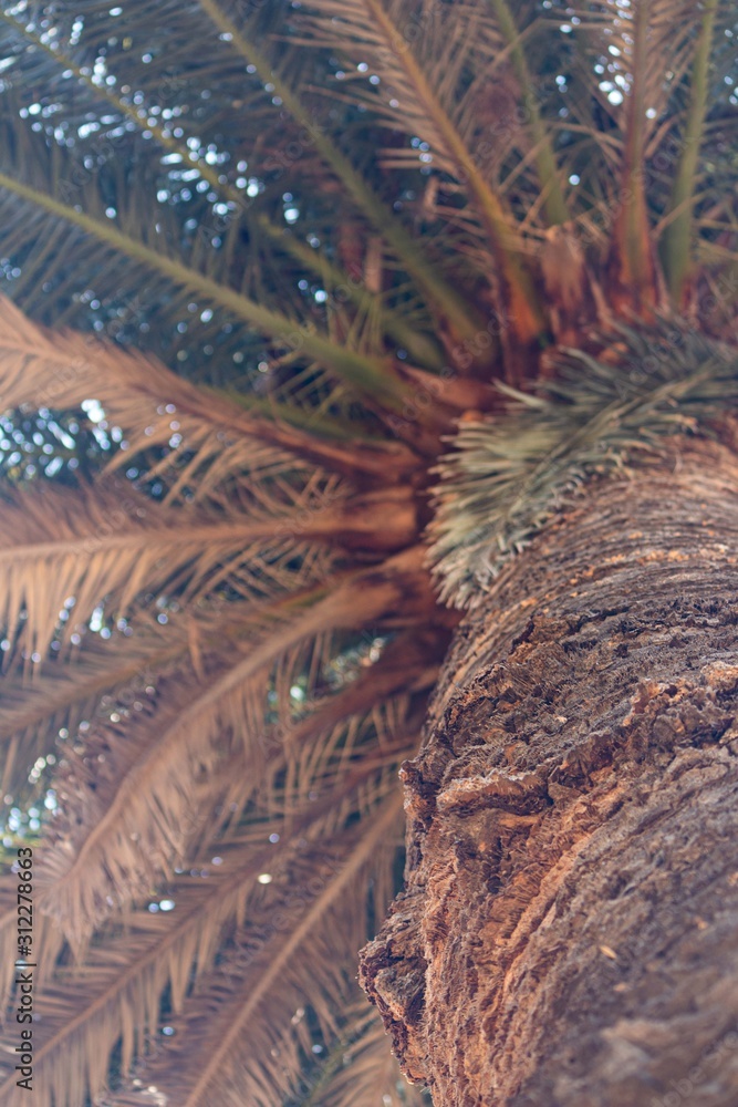 Coconut tree photographed from the bottom up with focus on the trunk ...