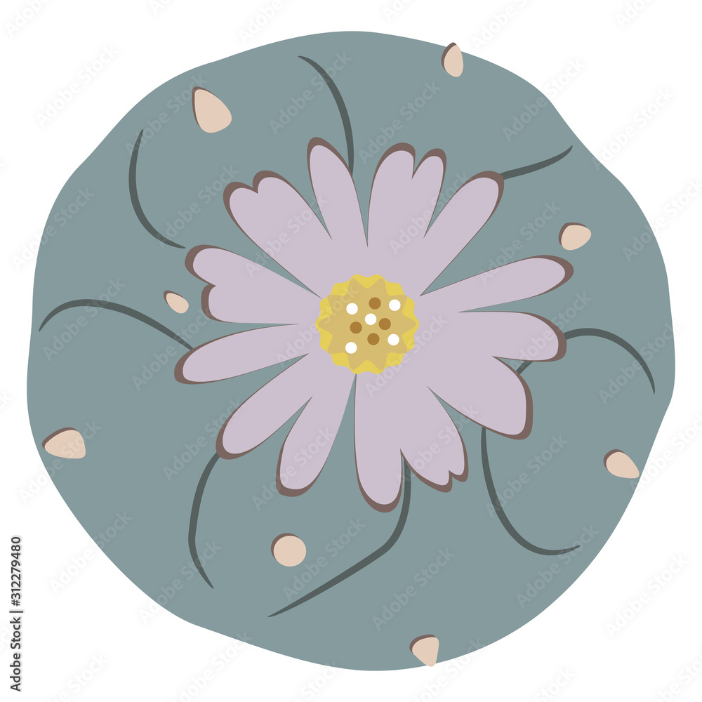 Isolated vector illustration of Lophophora cactus. (Peyote). Top view ...