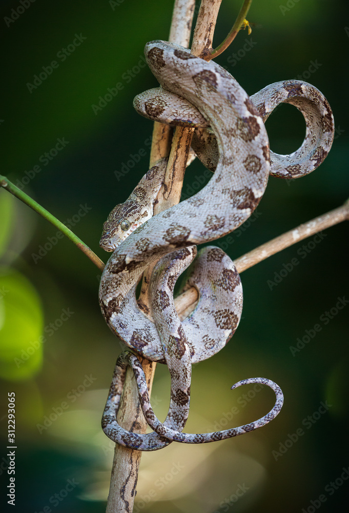 Amazon tree boa, Corallus hortulanus, curled around a small tree. Stock ...
