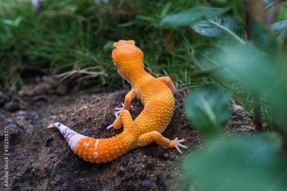 Leopard geckos are cathemeral reptiles in the wild they are mostly ...
