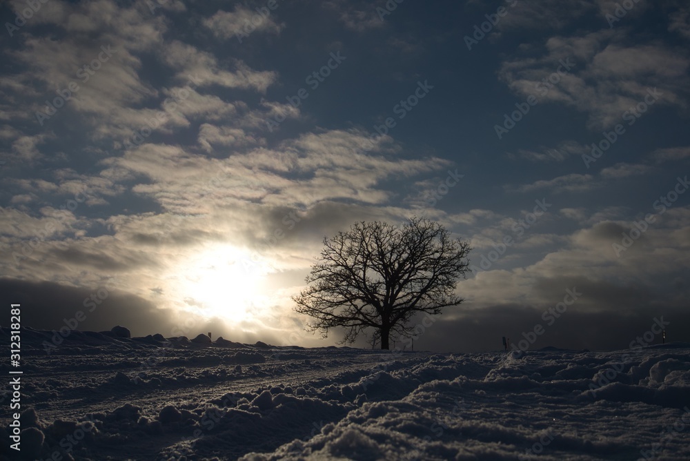 Scenic nature landscape view of Seven Stars Tree the famous tree of ...
