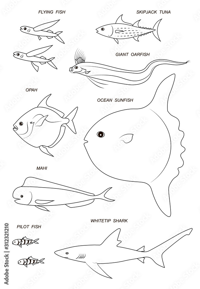 Ocean pelagic fish. Vector black outline image. Stock Vector | Adobe Stock