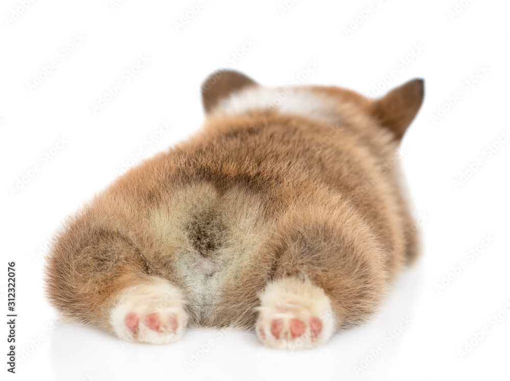 Pembroke Welsh Corgi puppy lies in back view. isolated on white ...