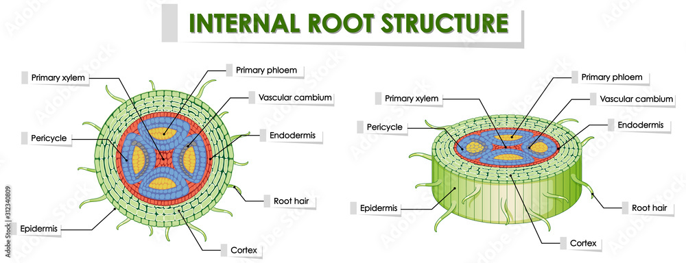 Diagram showing root structure on white background Stock Vector | Adobe ...