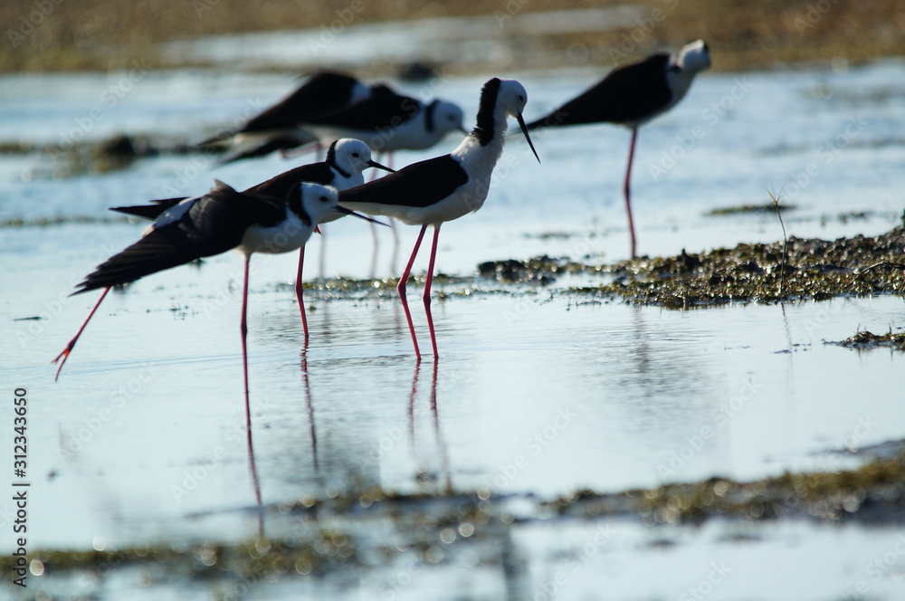 The pied stilt (Himantopus leucocephalus), also known as the white ...