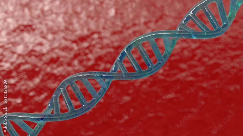 3D structural model of a DNA double helix. Isolated looped rotation of ...