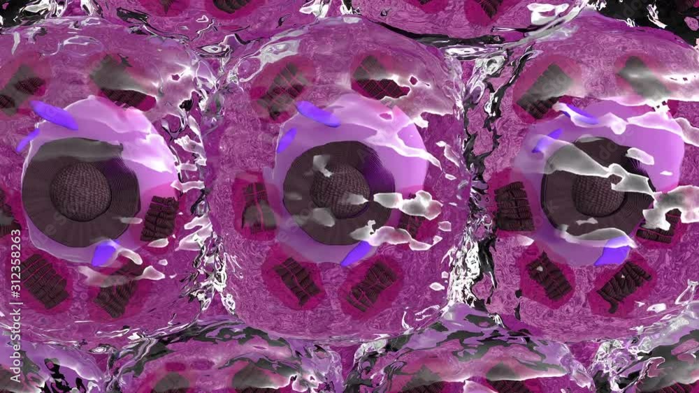 Looped 3D animation of plant cells in the zoom in. Microscopy of the ...