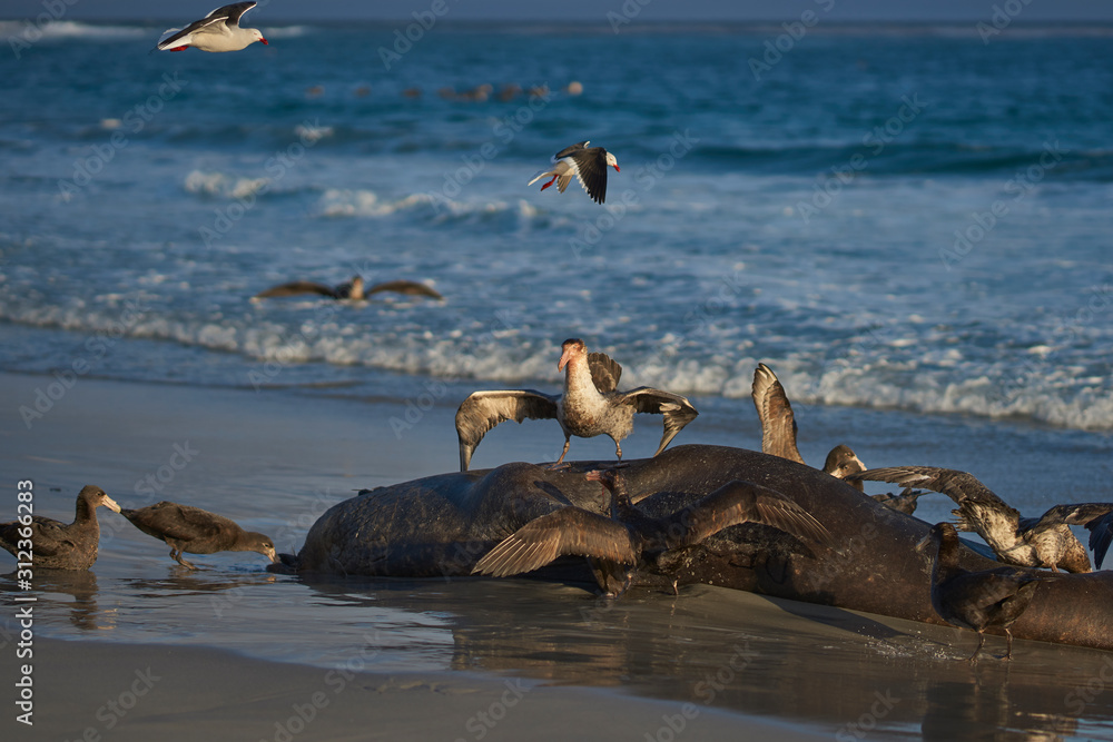 Group of Southern Giant Petrel (Macronectes giganteus) and Northern ...
