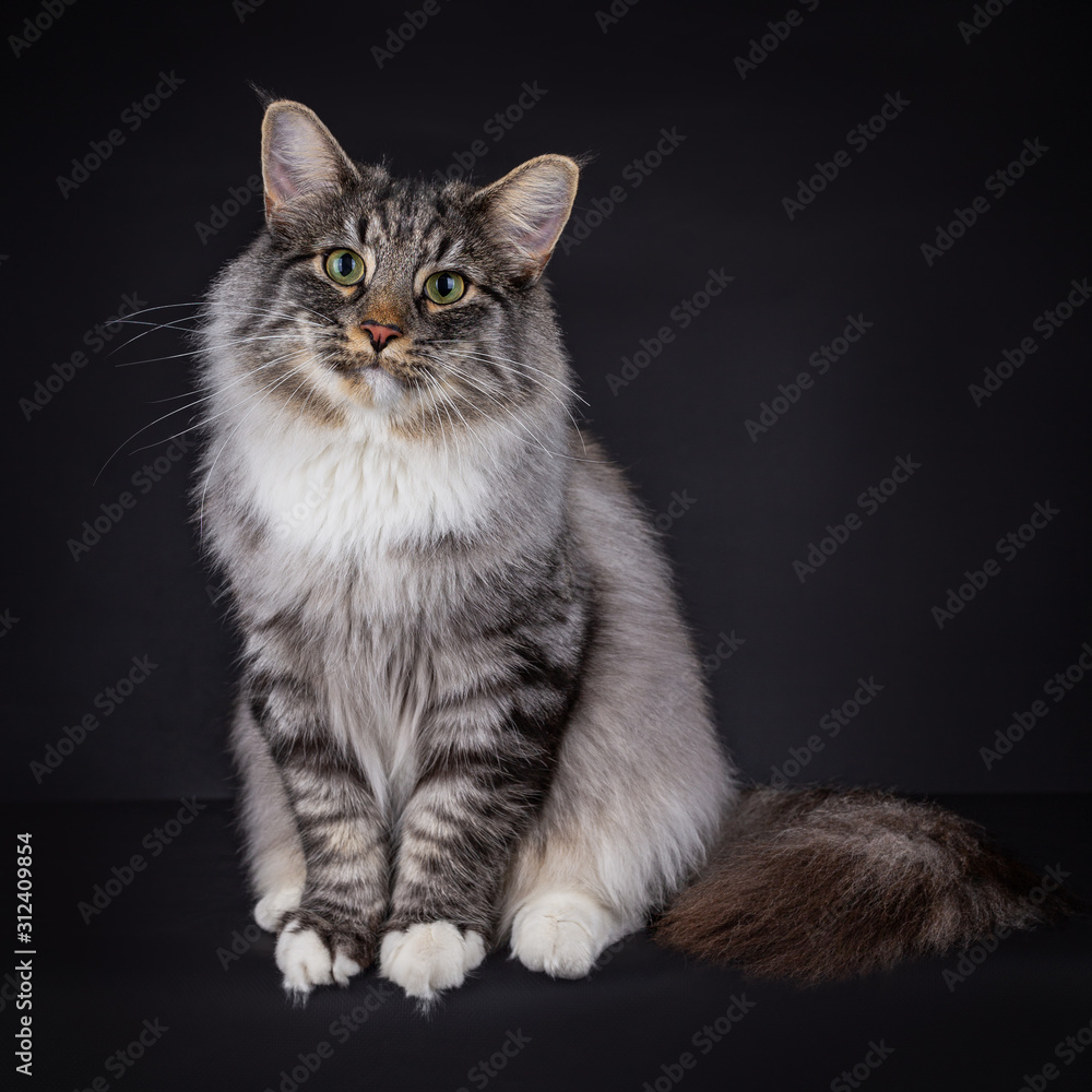 Grey Norwegian Forest Cat