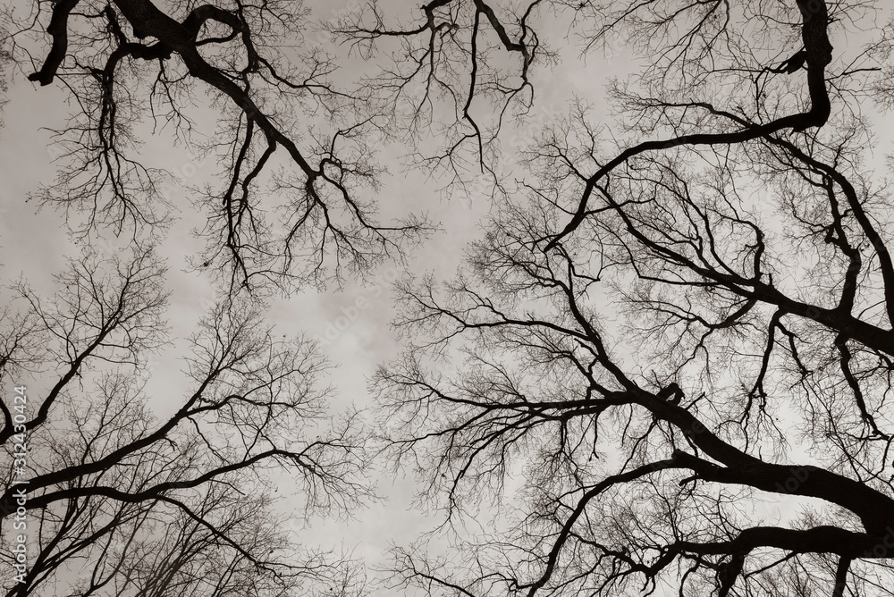 Tree tops of oak trees photographed from the ground in winter, tree ...