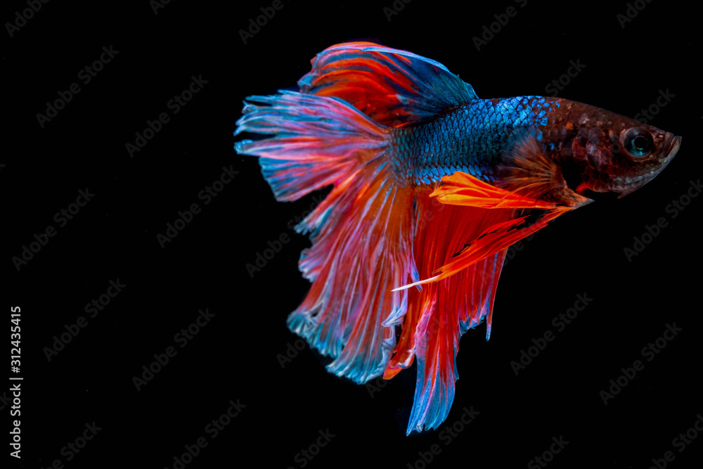 The Photo of Beautiful moving moment of Siamese fighting fish Red Blue ...