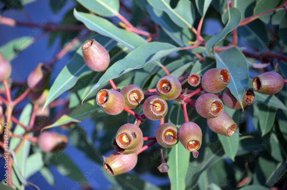 Bunch of large gumnuts on an Australian native red flowering gum tree ...