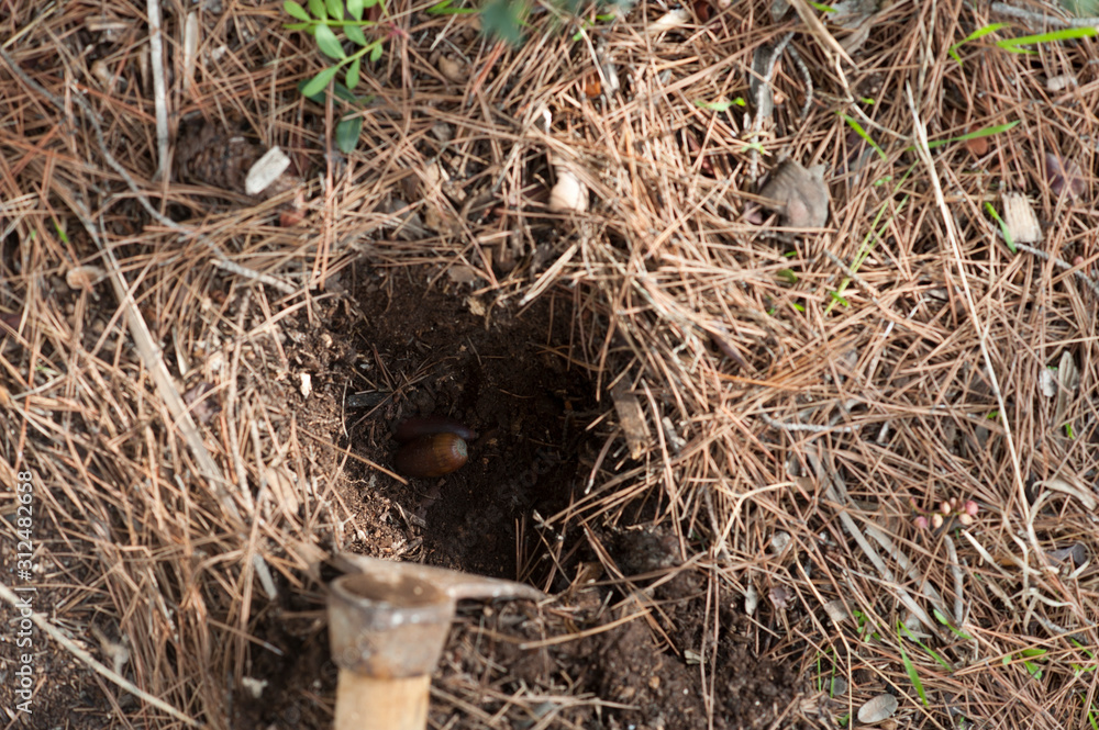 acorn in hole in ground and cultivation tool, bag with acorns and ...