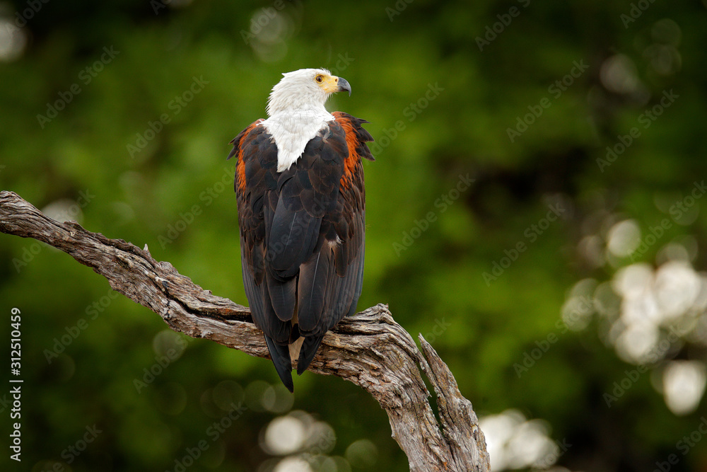 African Fish-eagle, Haliaeetus vocifer, brown bird with white head ...