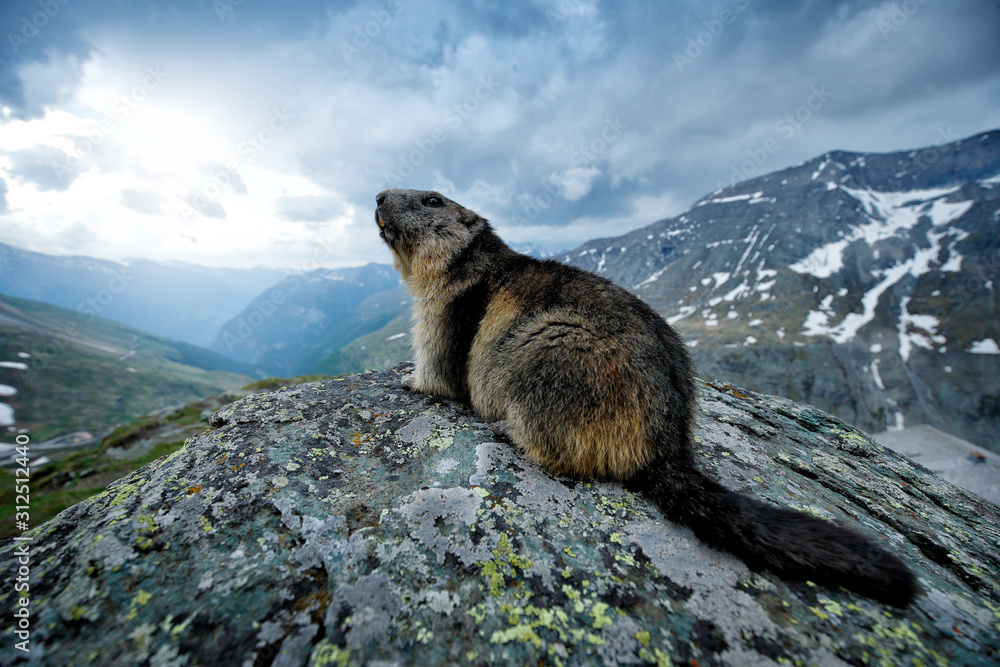 Cute fat animal Marmot, sitting on the stone with nature rock mountain ...