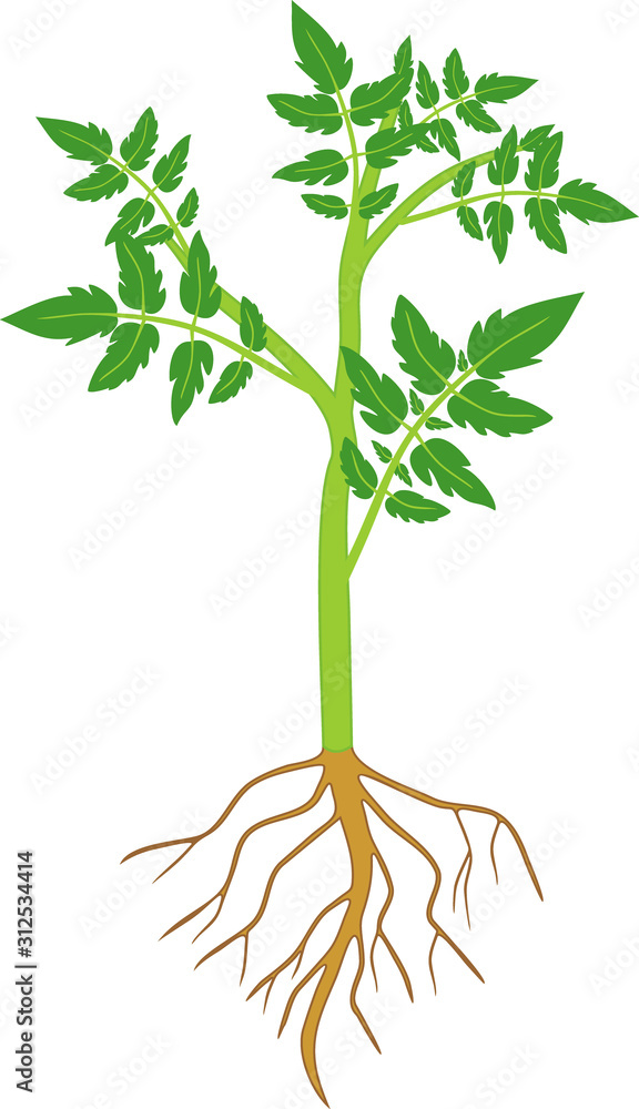 Tomato Plant Clipart