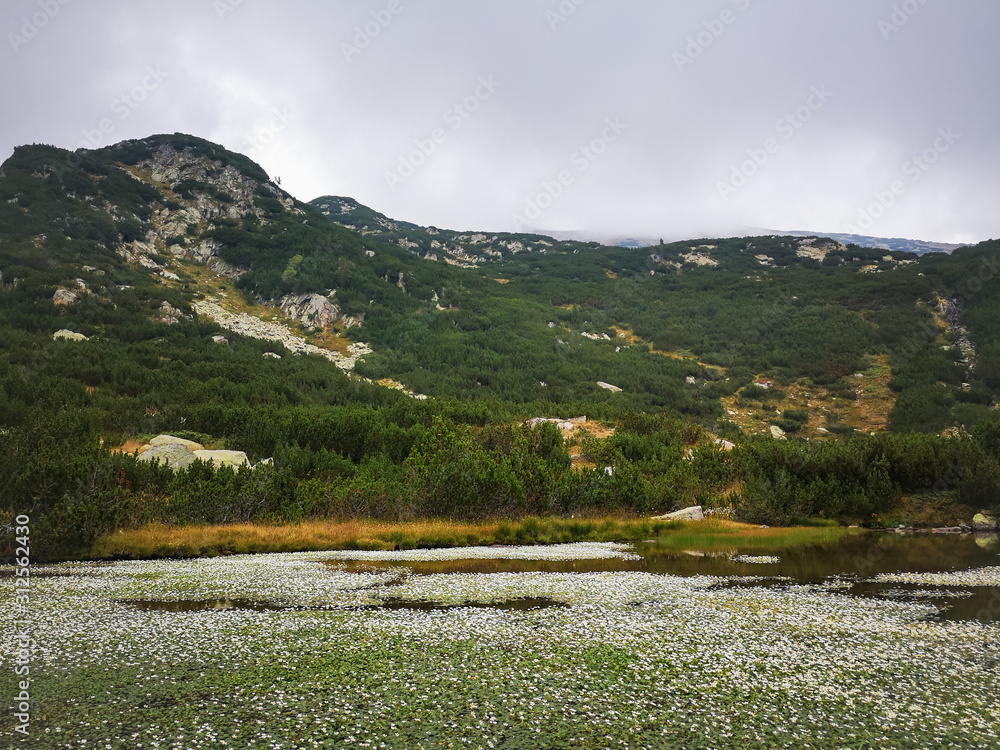 White Water Crowfoot (Ranunculus aquatilis) plant, floating on water in ...