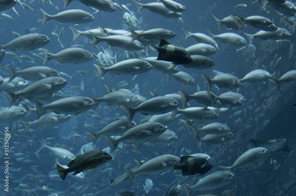 Meeresfische im tiefen Wasser Stock Photo | Adobe Stock