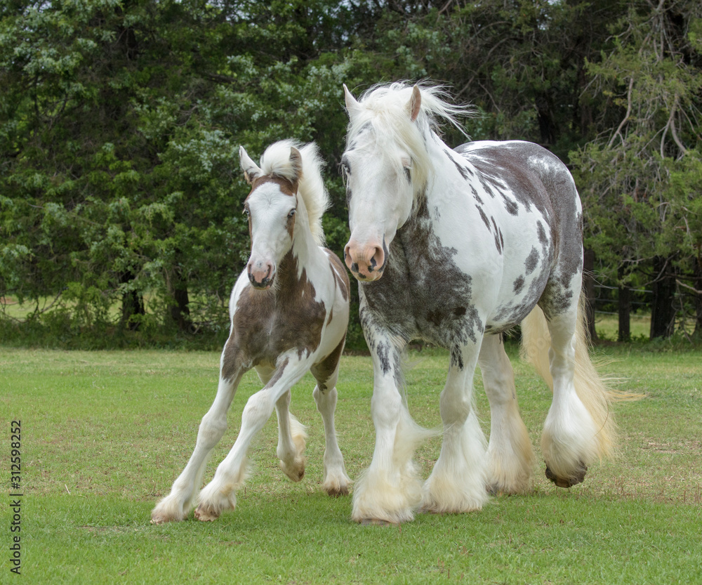 Gypsy Vanner horse mare and foal run toward us. Stock Photo | Adobe Stock