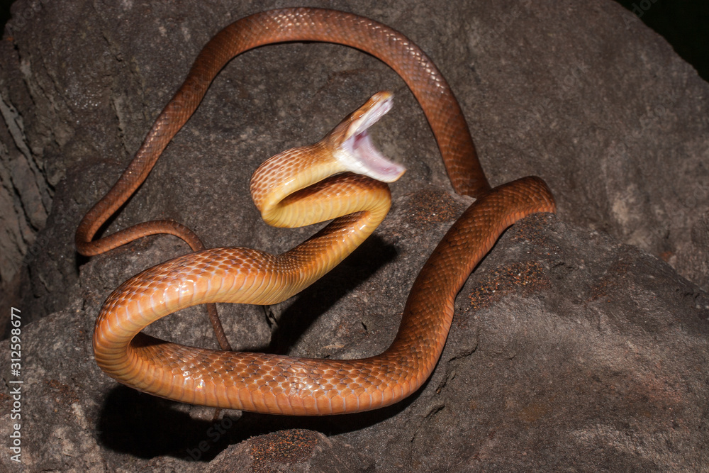 Brown Tree Snake striking Stock Photo | Adobe Stock