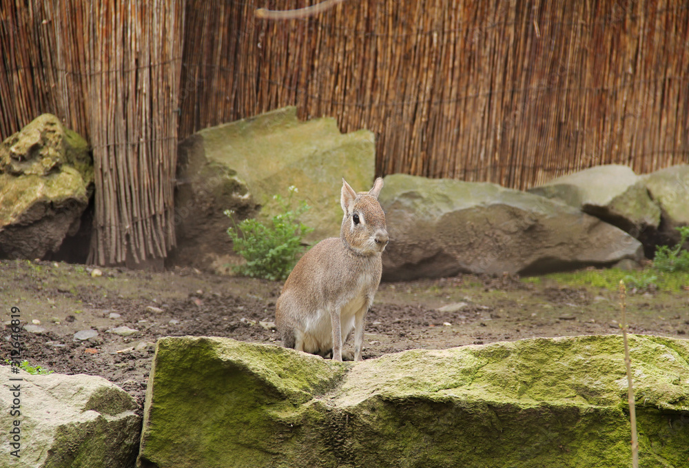 cute Chacoan mara (Dolichotis salinicola) living in captivity Stock ...