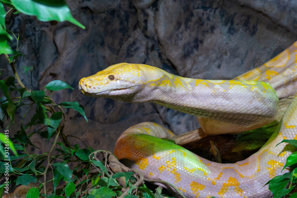 Reticulated python world's longest heaviest snake close up Stock Photo ...