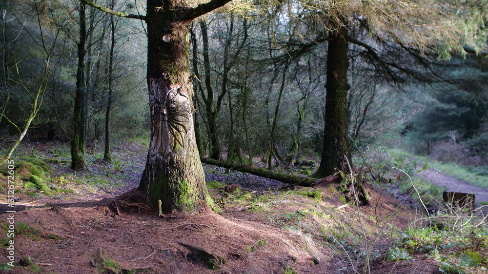 An old wise mans face carved into a random tree in the middle of the ...