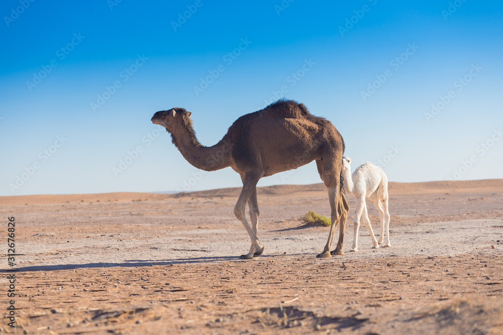 Baby camel and mother camel in Sahara desert among the small sand dunes ...