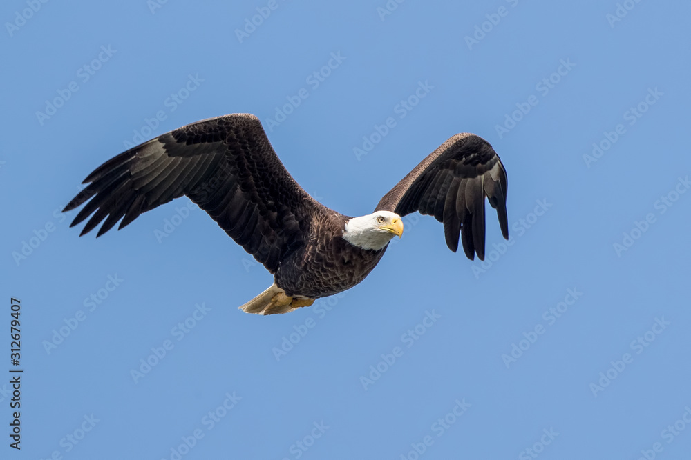 Bald Eagle Flying Stock Photo | Adobe Stock