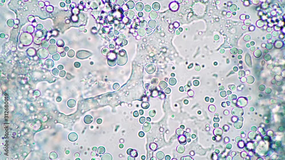 Yogurt Under Microscope